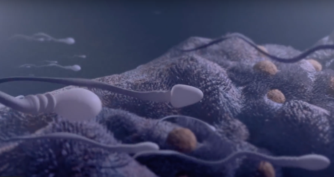 L'histoire de l'être humain - la conception - Dr Ahmed SKHIRI